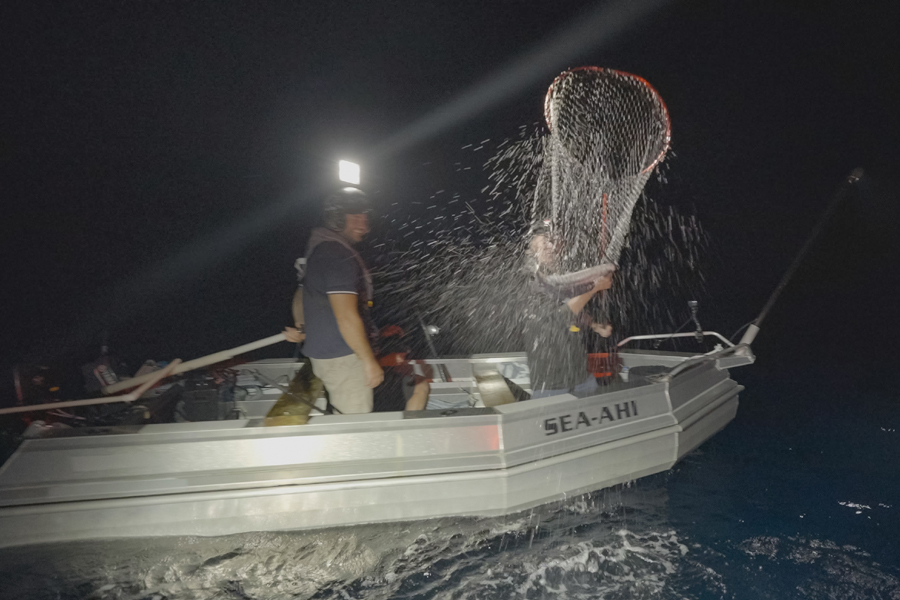 Night Predators in Niue - The Fishing Website