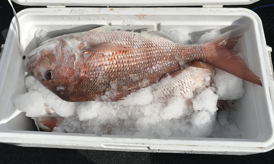 Hibiscus Coast Fishing Report - 14/12/23 - The Fishing Website