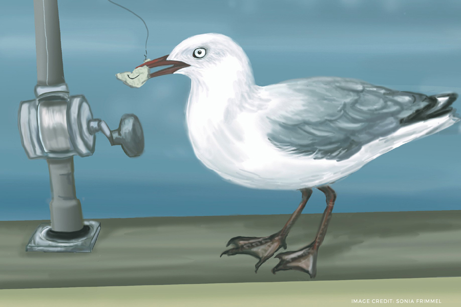 Keeping Seabirds Safe While Fishing - The Fishing Website