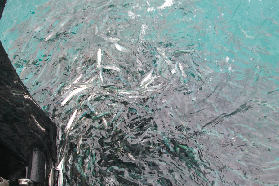 How to Catch Skipjack and Albacore Tuna: Part 2 - The Fishing Website