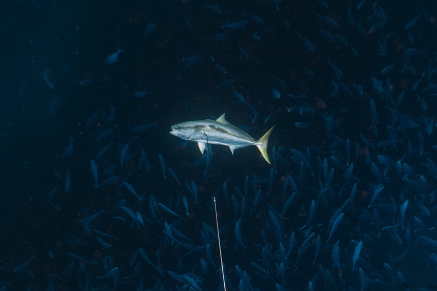 Spearfishing Kingfish in Winter - The Fishing Website