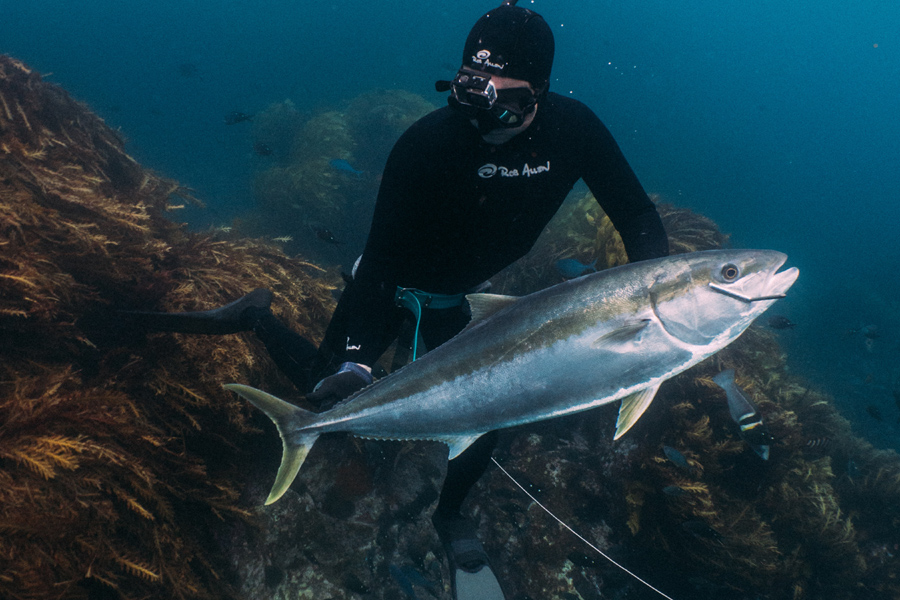 Spearfishing Kingfish in Winter - The Fishing Website