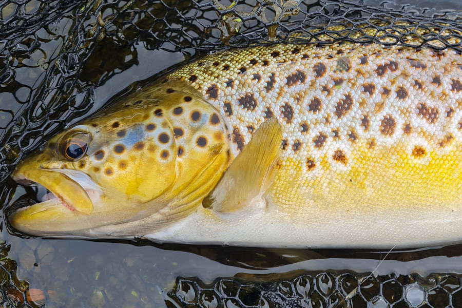 Fishing with Small Rapalas for Trout - The Fishing Website