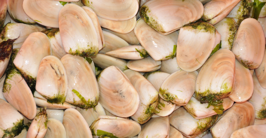 Keeping Kiwis Who Collect and Eat Shellfish Safe - The Fishing Website
