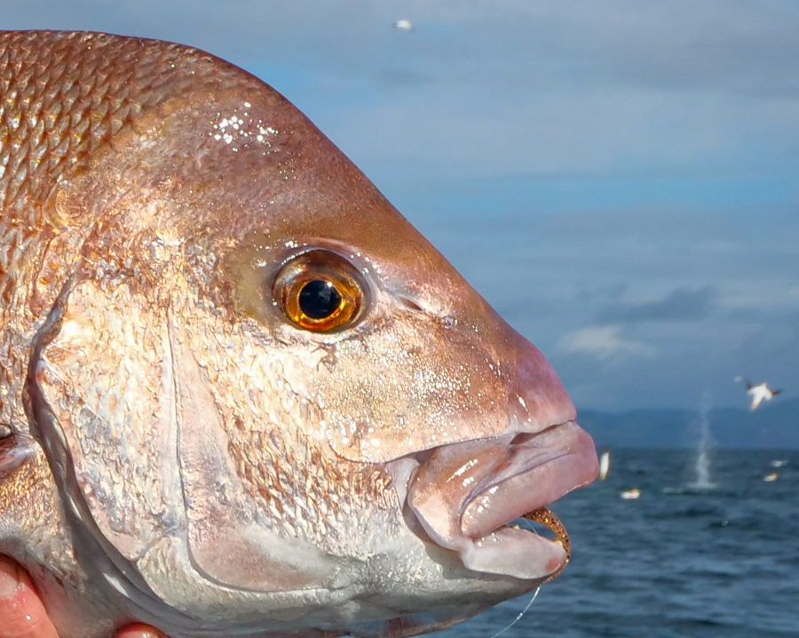 How Fish Bite Lures - The Fishing Website