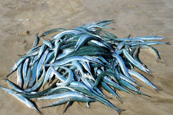 Bait - netting piper - The Fishing Website