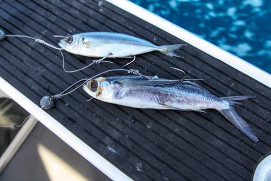 How to fish with natural bait - The Fishing Website