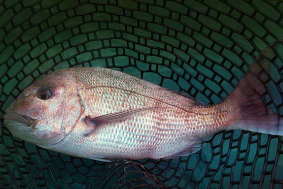 Snapper Fishing - 101 hot tips - The Fishing Website