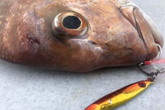 Shinkei Jime: The Art of Japanese Fish Preparation - The Fishing Website