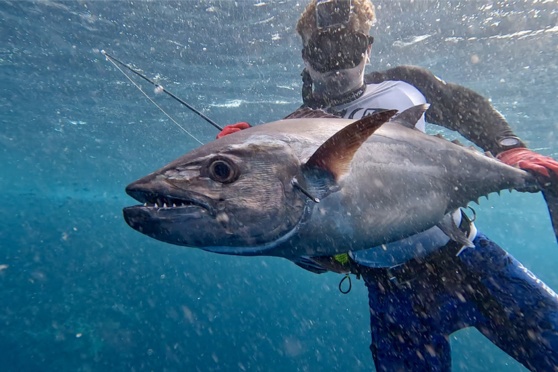 Spearfishing for Dogtooth Tuna in the Solomon Islands - The Fishing Website