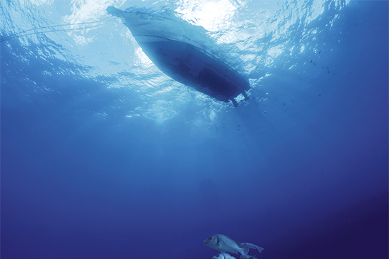 Techniques for releasing fish caught from deep water - The Fishing Website