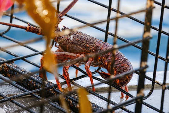 Potting For Crayfish - The Fishing Website
