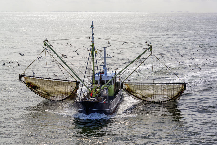 Trawling in Marine Reserve Costly - The Fishing Website