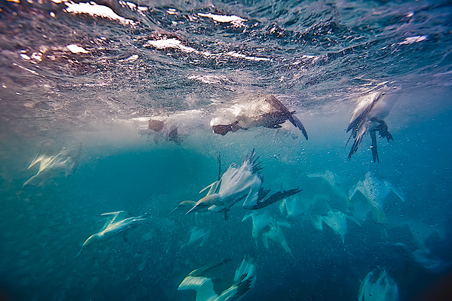 Gannets and Finding Fish - The Fishing Website