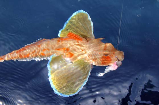How to Catch Gurnard - The Fishing Website - The Fishing Website