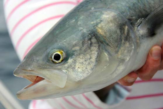 How to catch kahawai - The Fishing Website