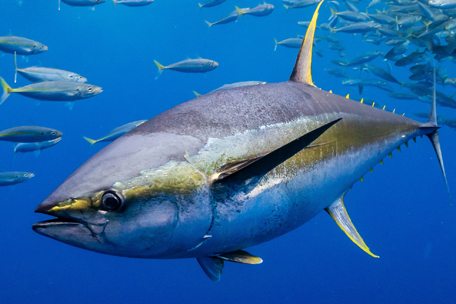 Why Are There More Yellowfin Tuna in NZ This Season? - The Fishing Website