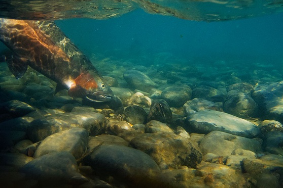 Freshwater Target Species - The Fishing Website