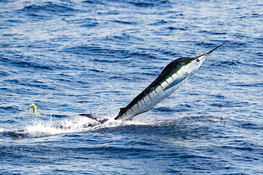 Catching Striped Marlin at the Wanganella Banks - The Fishing Website
