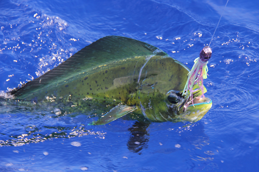 Samoa – Your Winter Game Fishing Getaway - The Fishing Website