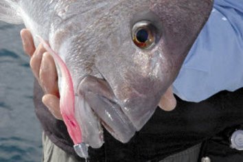 Do Fish See Colour? - The Fishing Website