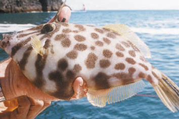 Can we eat that??? Part One - The Fishing Website