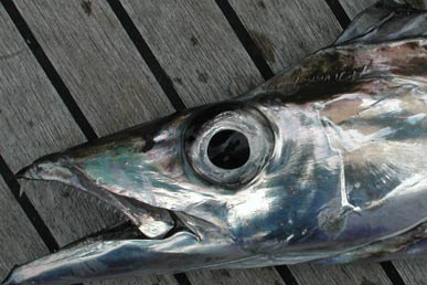 Can we eat that??? Part Two - The Fishing Website