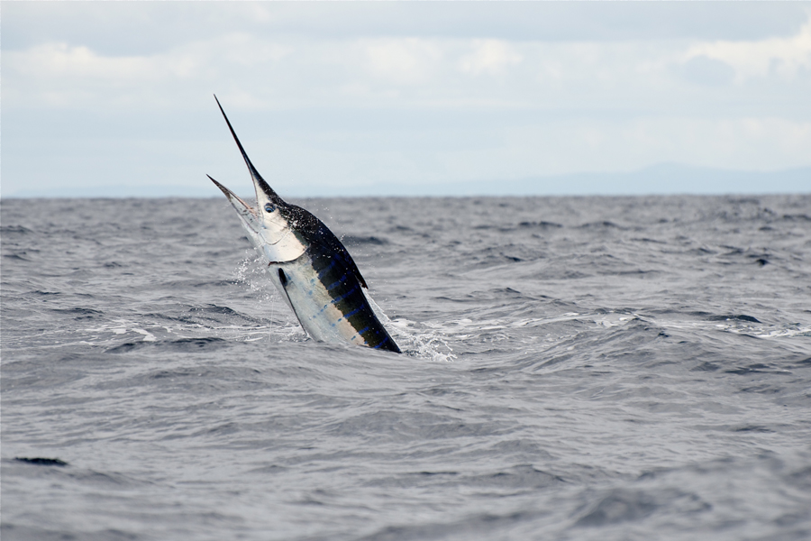 Estimating Gamefish Weights - The Fishing Website