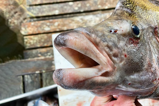 Spearfishing Boarfish - The Fishing Website