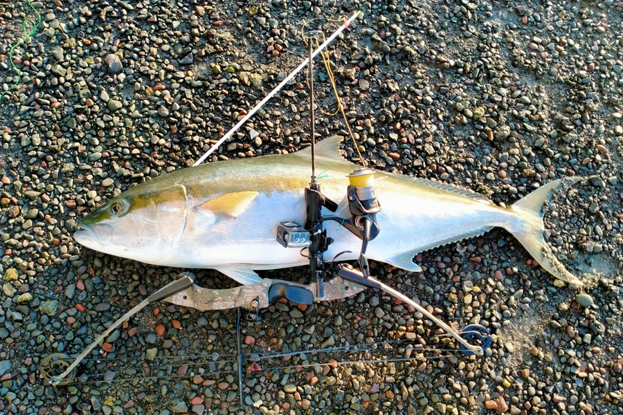 Bow Vs. Kingie - The Fishing Website