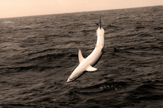 Mako game fishing history - The Fishing Website