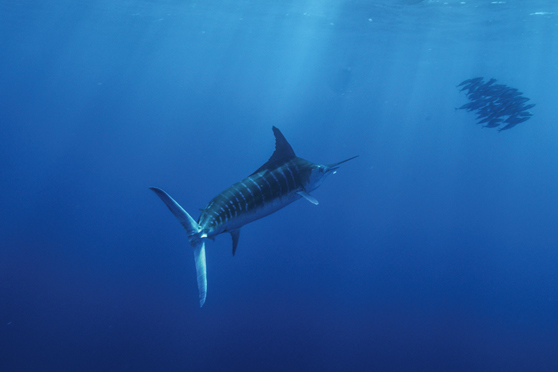 The challenges of filming Marlin underwater - The Fishing Website
