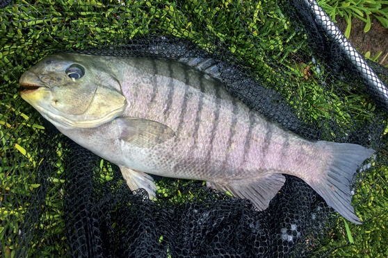 How to Target the Lesser-Known NZ Fish - The Fishing Website