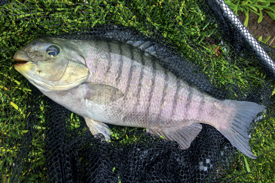 How to Target the Lesser-Known NZ Fish - The Fishing Website