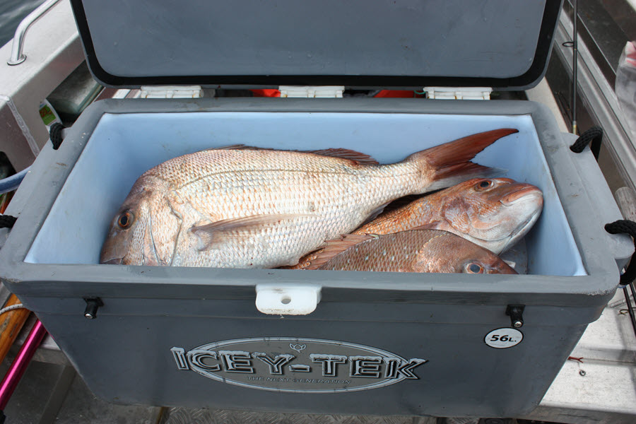 Snapper Bag Increase Sought for the Sounds - The Fishing Website