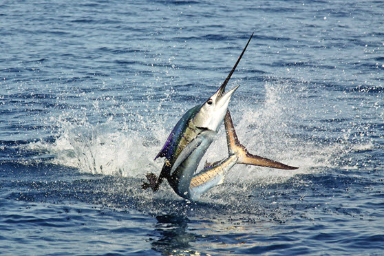 Cabo San Lucas - A Gamefishing Mecca - The Fishing Website