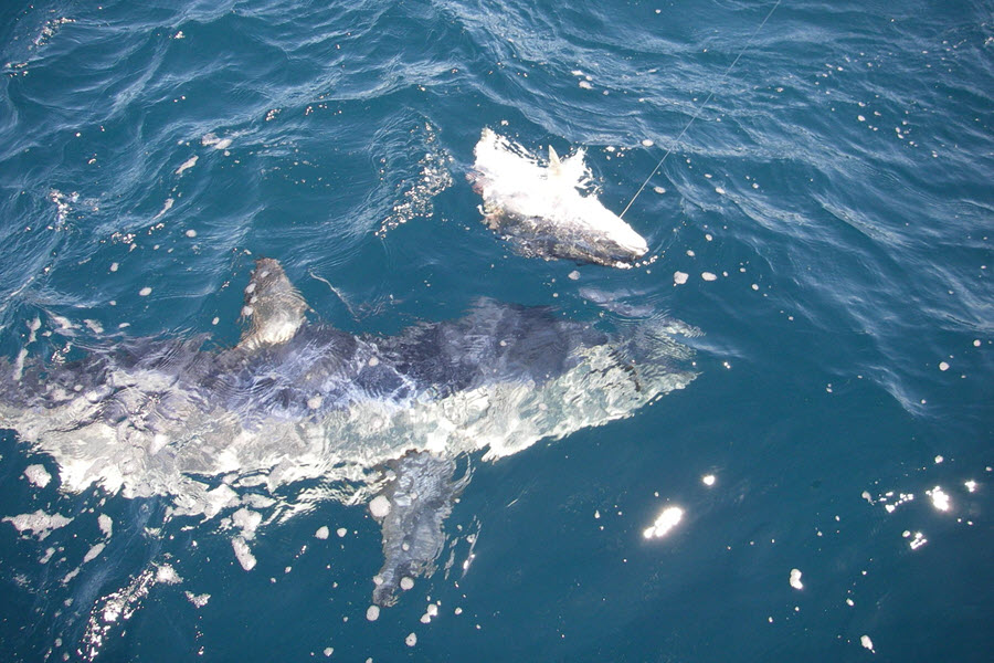 Feedback Sought on Shark Protection Plans - The Fishing Website