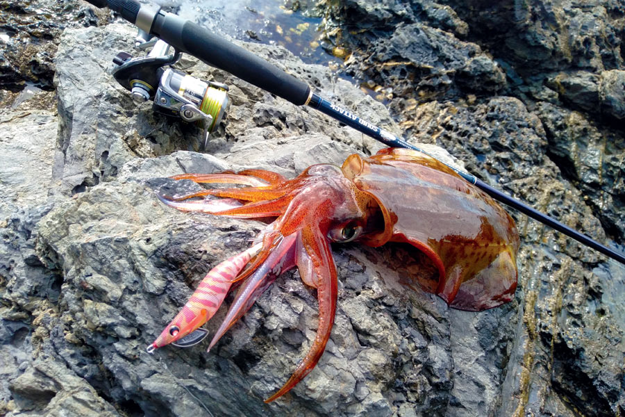 Squid fishing in Spring - The Fishing Website
