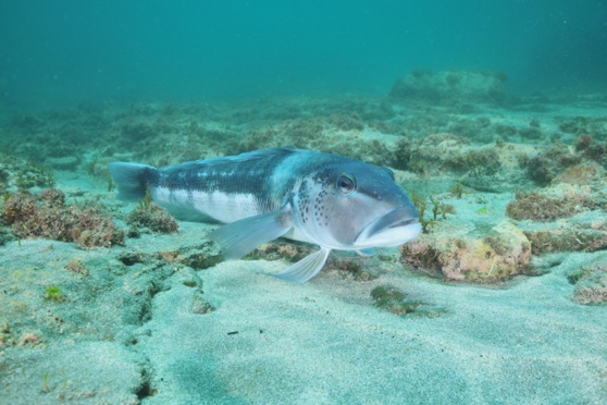 Interesting Facts About Blue Cod - The Fishing Website