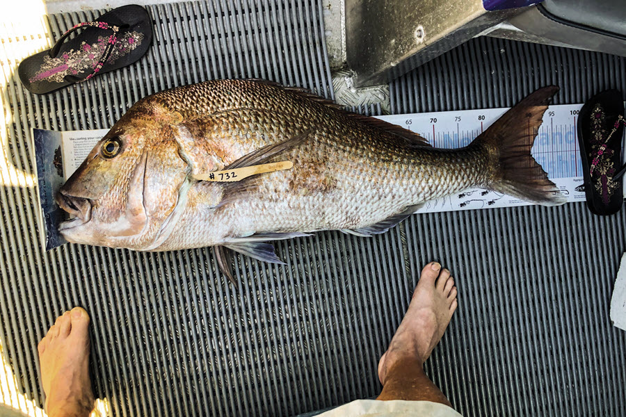 Tony Wiles cracks 90! - The Fishing Website