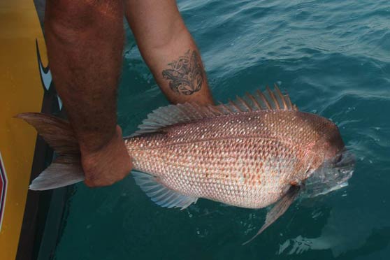 Releasing fish safely - The Fishing Website