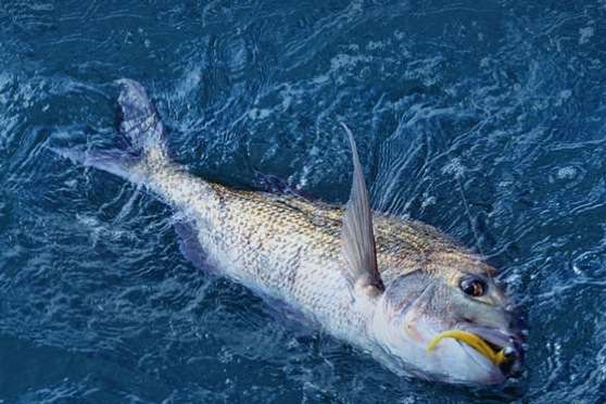 Keeping a fishing diary - The Fishing Website