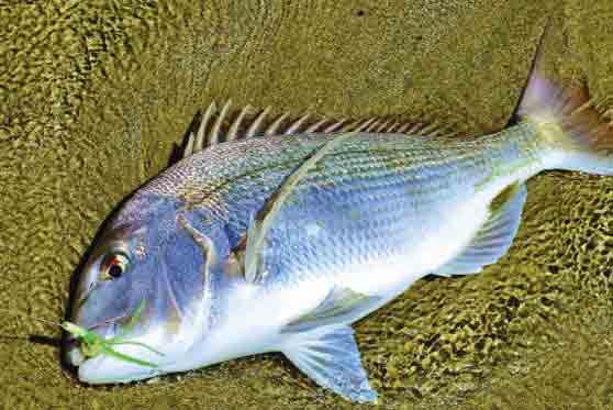 Using shellfish for bait - The Fishing Website