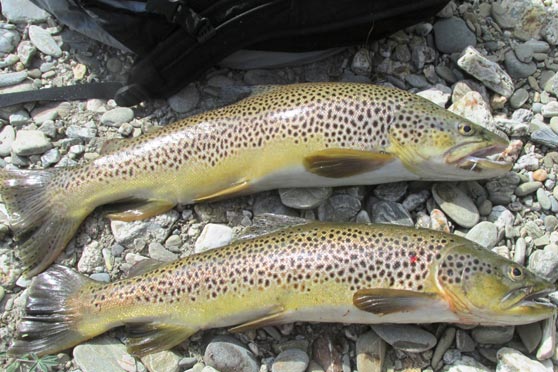 Trout fishing in Autumn - The Fishing Website