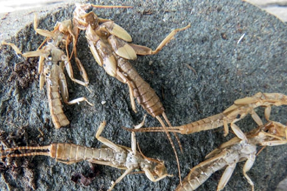 Trout fishing the stonefly nymp - The Fishing Website
