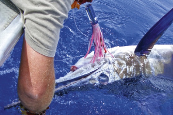 The Classic Striped Marlin Lure Spread - The Fishing Website