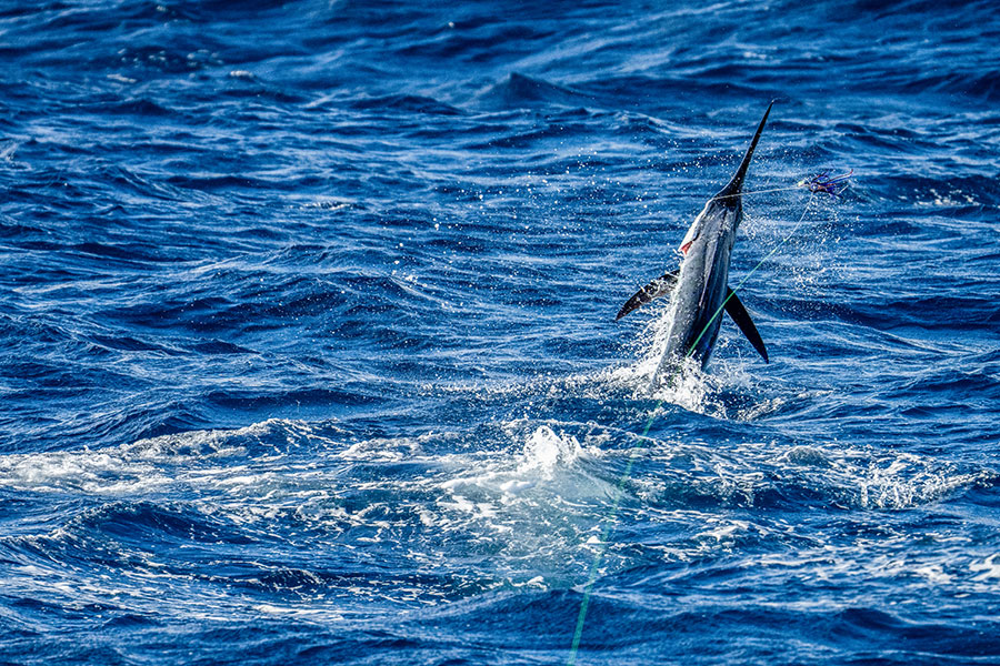 Gear Preparation for Marlin - The Fishing Website