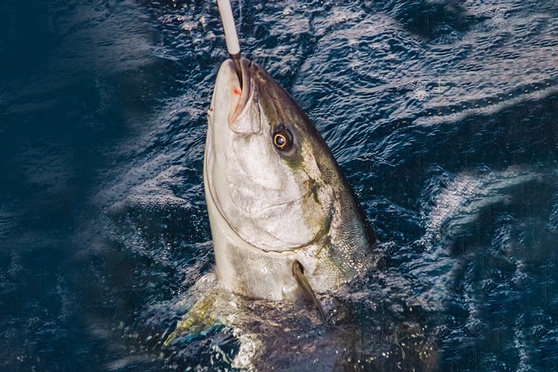 Whats the biggest yellow tail landed off the west coast? | Bloodydecks