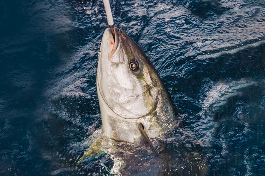 The World's Biggest Kingfish - The Fishing Website