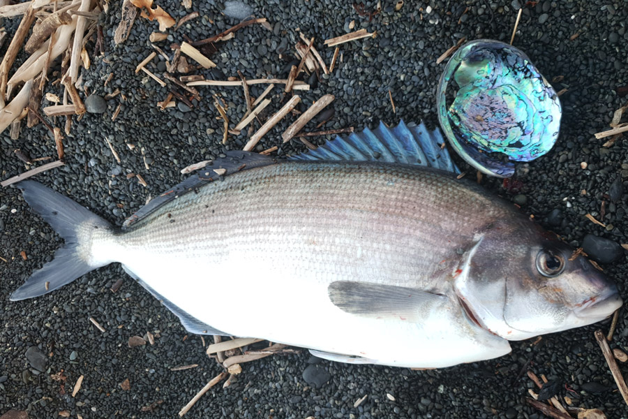 Blue Moki - The Fishing Website